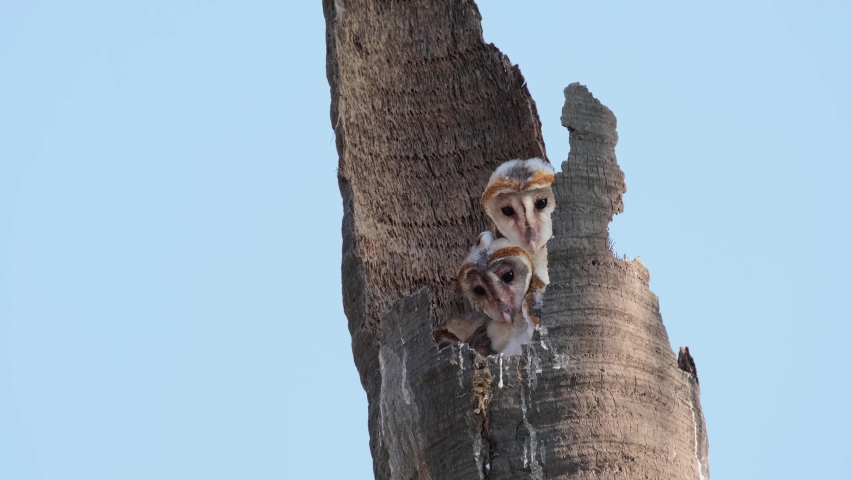 three individualsing inside burrow while one Stock Footage Video (100% ...