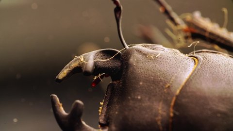 Stag Beetle Moving Leg Under Microscope Stock Footage Video (100% ...