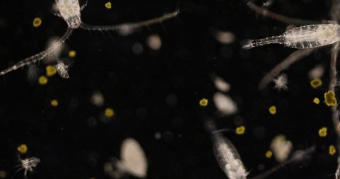 Copepod Zooplankton Freshwater Marine Under Microscope Stock Footage ...