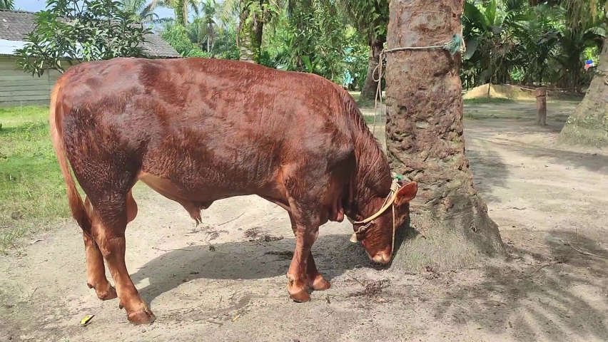 Cow tied tree Stock Video Footage - 4K and HD Video Clips | Shutterstock