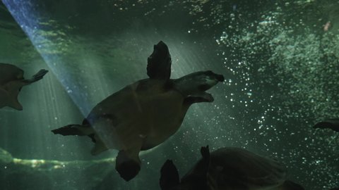 Sea Turtles Swim Bump Their Snouts Stock Footage Video (100% Royalty ...