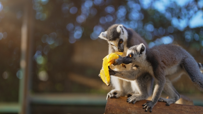 portrait lemur eating national park lemuroidea Stock Footage Video (100 ...
