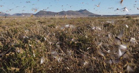 Tracking Shotmillions Brown Locust Swarms Decimating Stock Footage ...