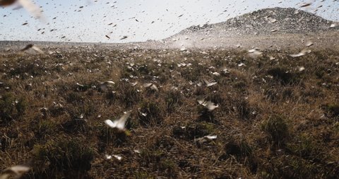 Millions Brown Locust Swarms Decimating Crops Stock Footage Video (100% ...