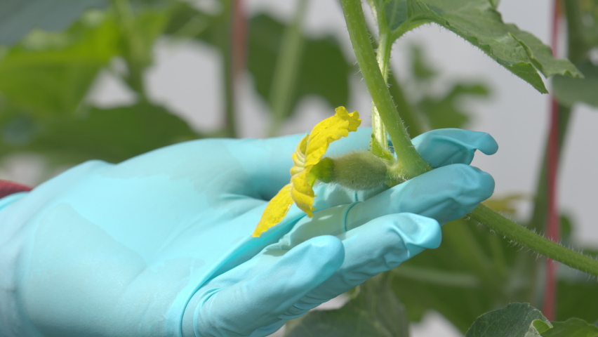 hand pollination manual transfer pollen male Stock Footage Video (100% ...