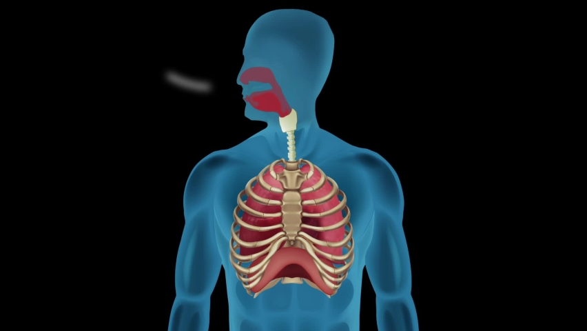 2,921 Trachea Stock Video Footage - 4K and HD Video Clips | Shutterstock