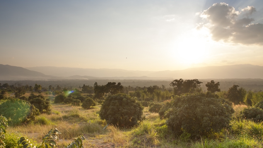 longan farm beautiful sunset on background Stock Footage Video (100% ...
