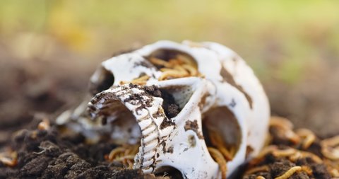 Maggots Crawling Dead Skull Stock Footage Video (100% Royalty-free ...