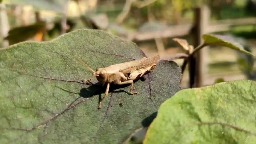 1,444 India insects Stock Video Footage - 4K and HD Video Clips ...