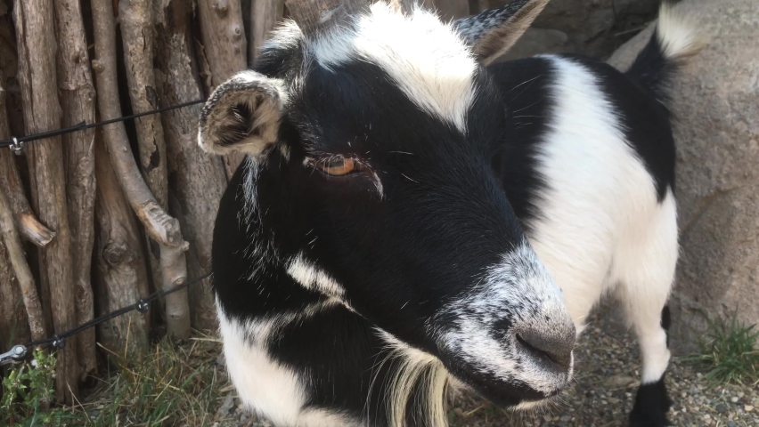 Billy goat face Stock Video Footage - 4K and HD Video Clips | Shutterstock