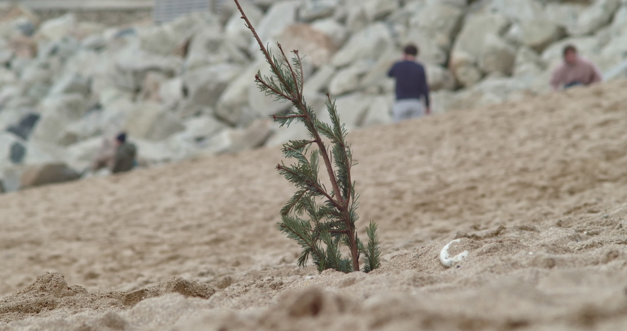 105 Christmas tree roots Stock Video Footage - 4K and HD Video Clips ...