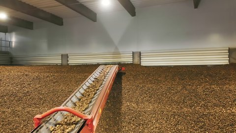 Potato Harvest Warehouse Storing Potatoes Potatoes Stock Footage Video ...