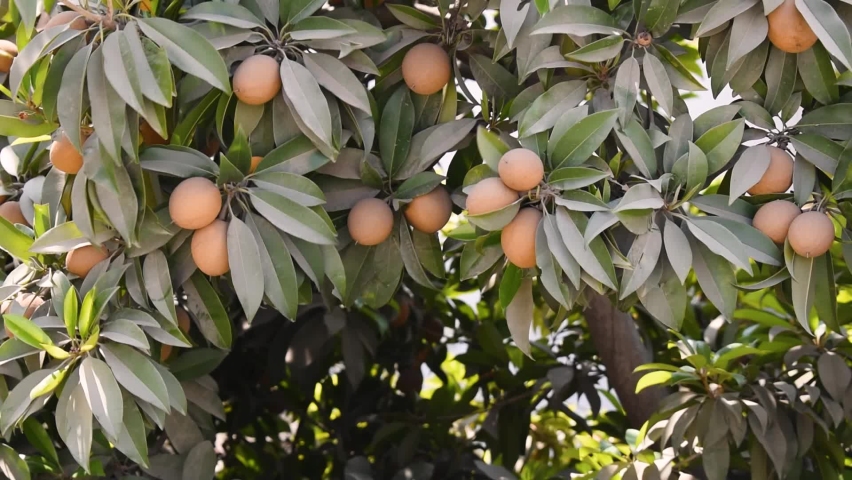 SAPOTA Footage, Videos and Clips in HD and 4K - Avopix.com