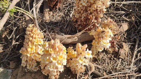 Flowering Cistanche Tubulosa Loki Mula Plant Stock Footage Video (100% ...