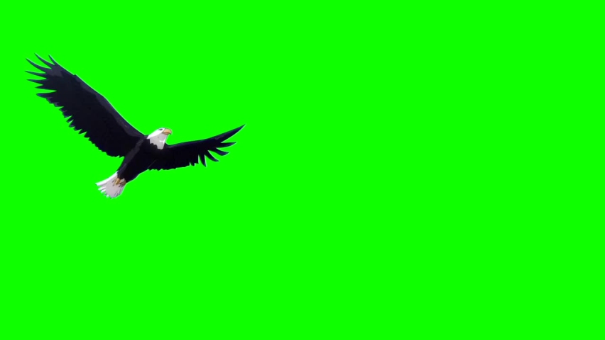 flying eagle green screen pack Stock Footage Video (100% Royalty-free ...