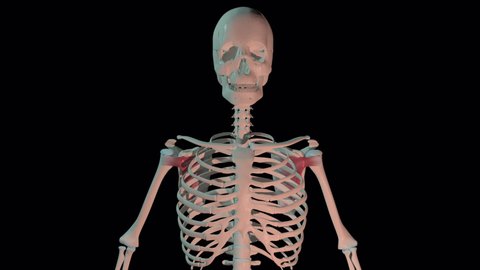 This 3d Animation Shows Subscapularis Muscles Stock Footage Video (100% ...