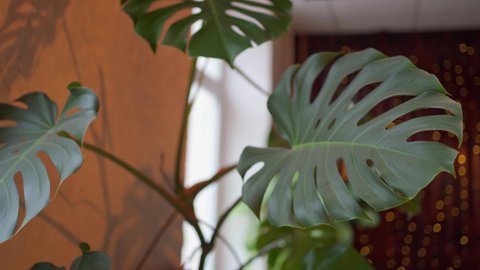 Monstera Creeper Leaf Closeup House Plants Stock Footage Video (100% ...