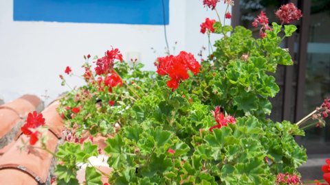 Flowers Finca Wedding Venue Southern Spain Stock Footage Video (100% ...