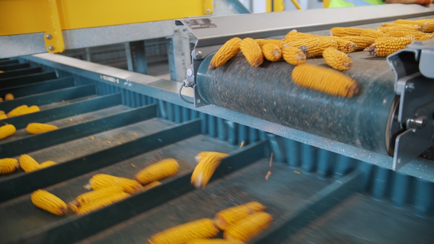 Corn Stock Video Footage | Royalty Free Corn Videos | Pond5