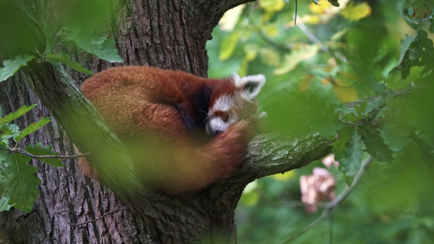 Cute Red Panda - Ailurus fulgens in a tree image - Free stock photo ...