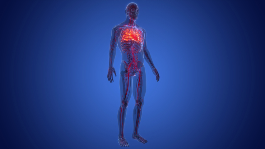 human circulatory system heart anatomy animation Stock Footage Video ...