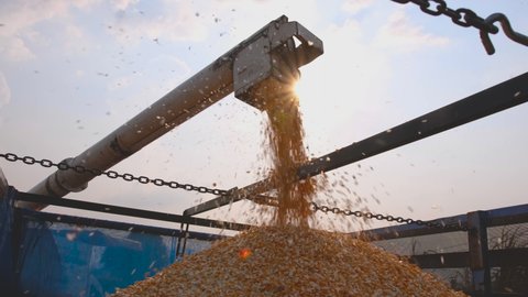 Dry Corn Seed Falling Combine Harvester Stock Footage Video (100% ...
