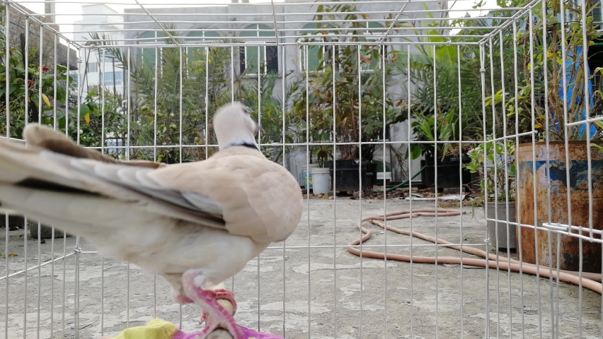 most beautiful australian dove bird cage Stock Footage Video (100% ...