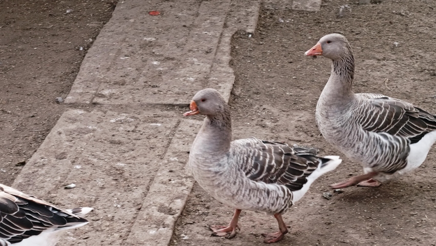 276 Defective birds Stock Video Footage - 4K and HD Video Clips ...