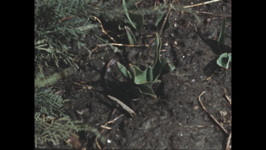 2 Trompón Stock Video Footage - 4K and HD Video Clips | Shutterstock