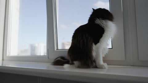 Side View Black White Cat Sat Stock Footage Video (100% Royalty-free ...