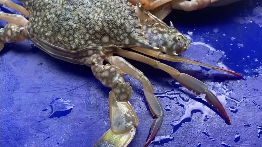 blue crab on background Stock Footage Video (100% Royalty-free ...