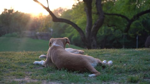 Dogs Playing Around Green Park Sunset Stock Footage Video (100% Royalty ...