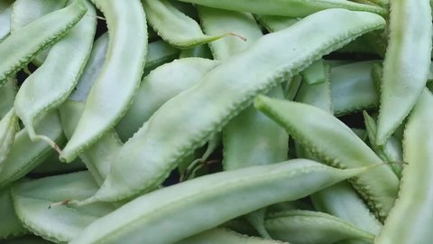 597 Indian Bean Plant Stock Video Footage - 4K and HD Video Clips ...