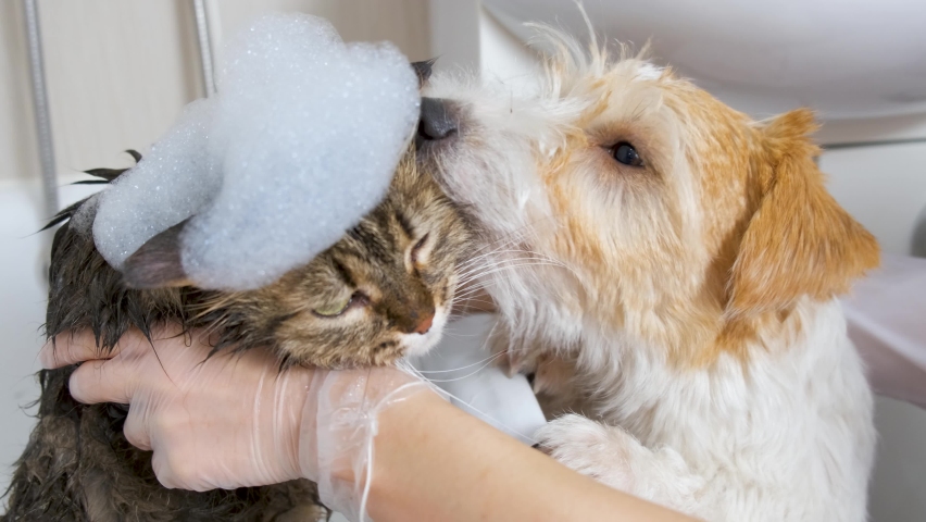 41 Cat and dog bath Stock Video Footage - 4K and HD Video Clips ...