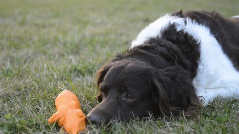 Black White Setter Lies On Lawn Stock Footage Video (100% Royalty-free ...