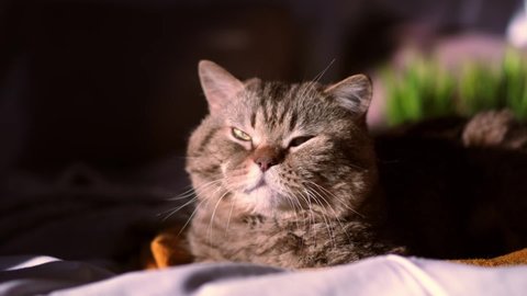 Happy Tabby Cat Breed British Shorthair Stock Footage Video (100% ...