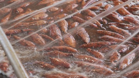 Washing Sorting Sweet Potatoes Agricultural Packing Stock Footage Video ...