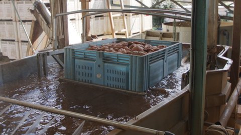 Washing Sorting Sweet Potatoes Agricultural Packing Stock Footage Video ...