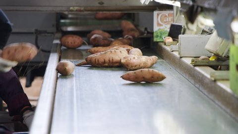 Sorting Packing Sweet Potatoes Agricultural Packing Stock Footage Video ...
