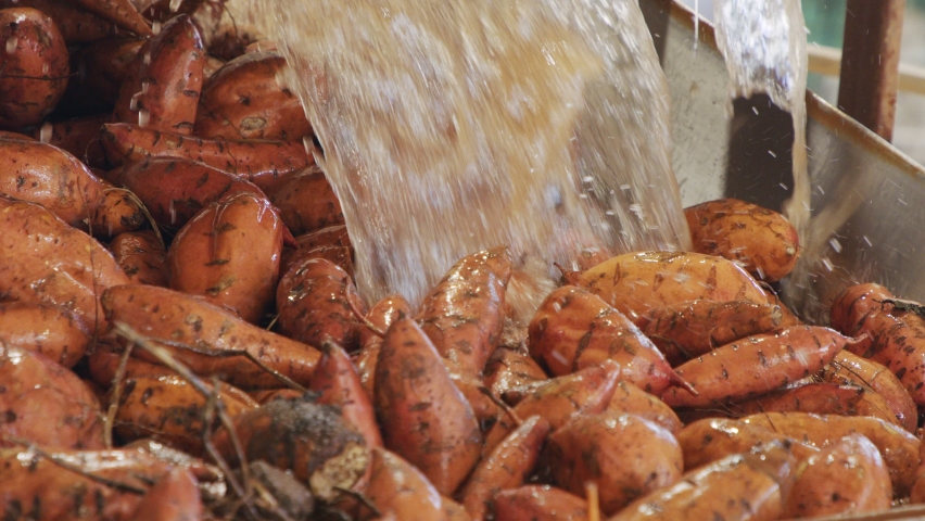 washing sorting sweet potatoes agricultural packing Stock Footage Video ...
