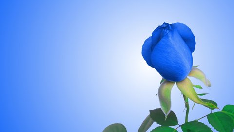 Amazing Bright Blue Rose Flower Opening Stock Footage Video (100% ...