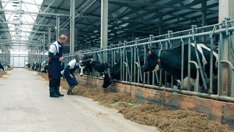 Livestock Farmers Communicating Cows Stock Footage Video (100% Royalty ...
