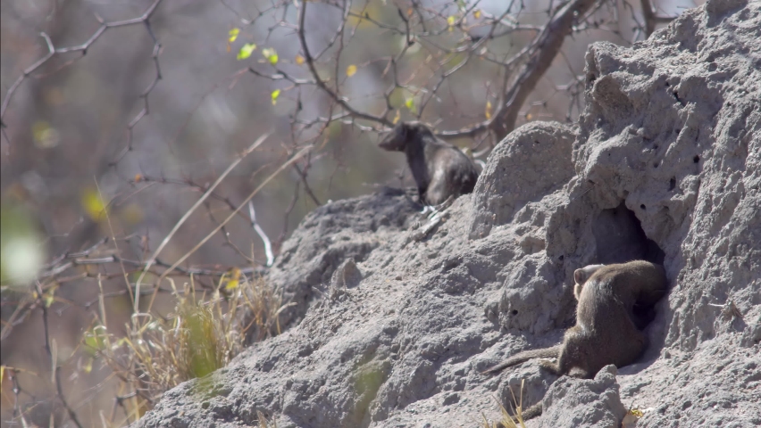 common dwarf mongoose near den Stock Footage Video (100% Royalty-free ...