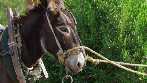 Mule Harnessed Wagon Waiting Owner Start Stock Footage Video (100% ...