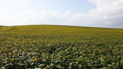 Aerial View Big Agricultural Farm Field Stock Footage Video (100% ...