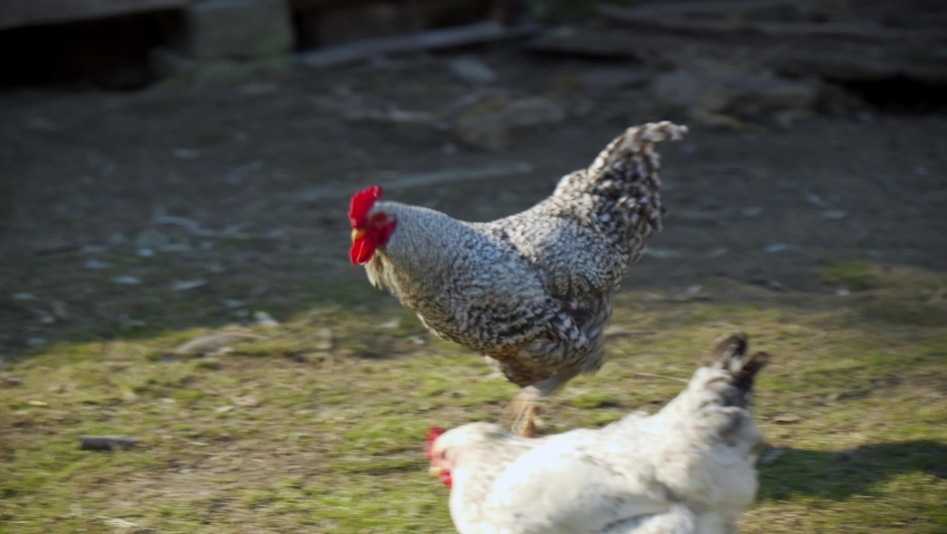 running rooster backyard village house raising Stock Footage Video (100 ...