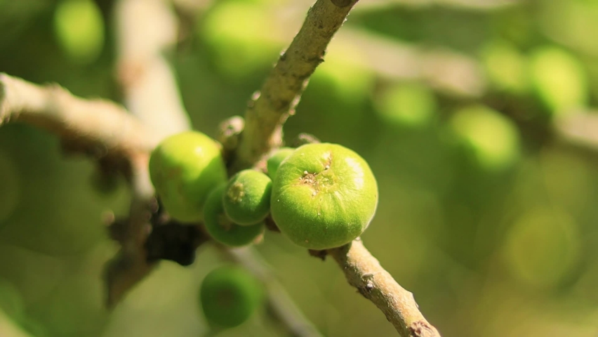 Pipal tree Stock Video Footage - 4K and HD Video Clips | Shutterstock