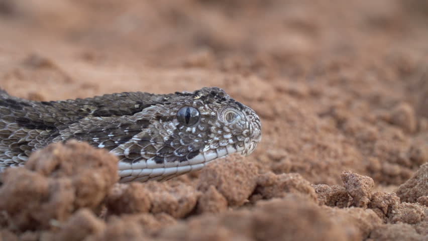 close-up puff adder face showing flickering Stock Footage Video (100% ...