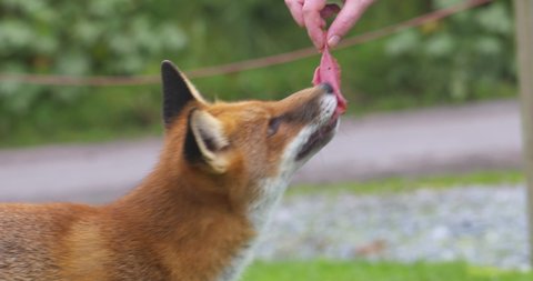 Wild Red Fox Walking Along Edge Stock Footage Video (100% Royalty-free ...