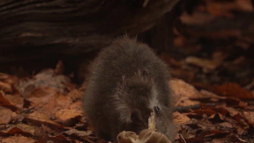 Short-eared possum -Trichosurus caninus nocturnal marsupial in ...